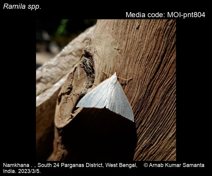Ramila spp. | Moths